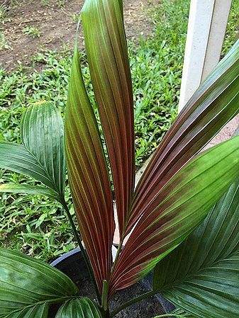 Pinanga patula - Palmpedia - Palm Grower's Guide