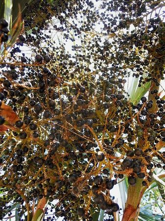 Sabal yapa - Palmpedia - Palm Grower's Guide