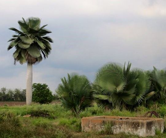 Copernicia fallaensis - Palmpedia - Palm Grower's Guide