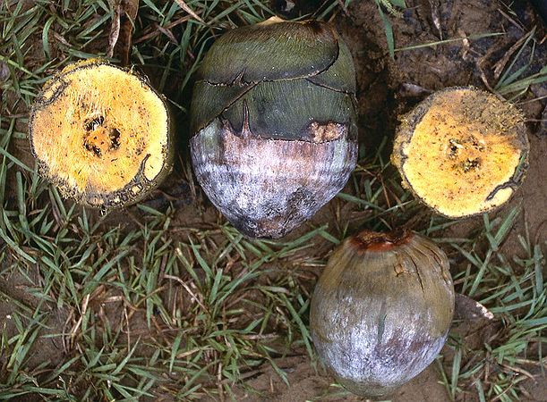 Borassus madagascariensis - Palmpedia - Palm Grower's Guide