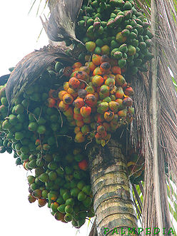 Bactris gasipaes var. 'Spineless' - Palmpedia - Palm Grower's Guide