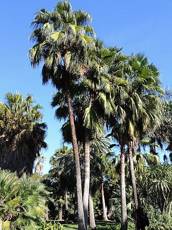 Brahea brandegeei - Palmpedia - Palm Grower's Guide