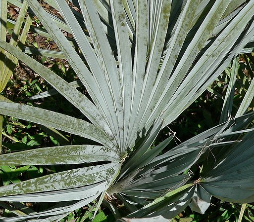 Brahea dulcis - Palmpedia - Palm Grower's Guide
