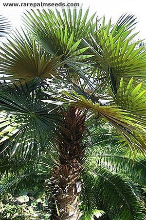 Coccothrinax crinita - Palmpedia - Palm Grower's Guide