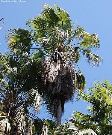 Brahea brandegeei - Palmpedia - Palm Grower's Guide