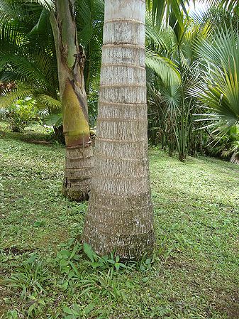 Bentinckia condapanna - Palmpedia - Palm Grower's Guide