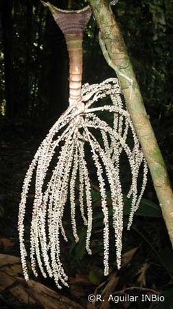 Iriartea deltoidea - Palmpedia - Palm Grower's Guide