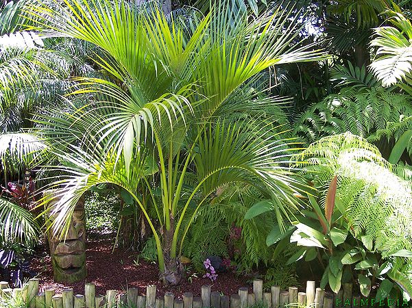 Howea belmoreana - Palmpedia - Palm Grower's Guide