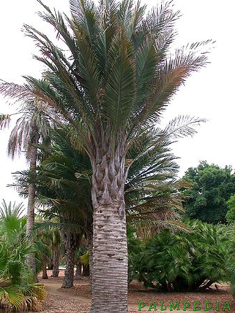 Jubaea chilensis - Palmpedia - Palm Grower's Guide