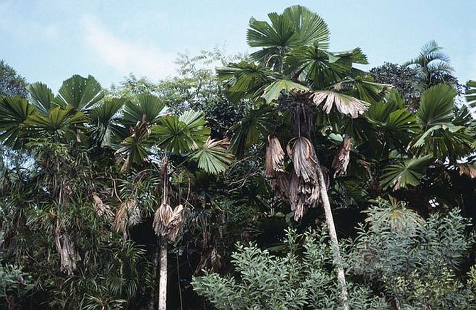 Licuala ramsayi - Palmpedia - Palm Grower's Guide