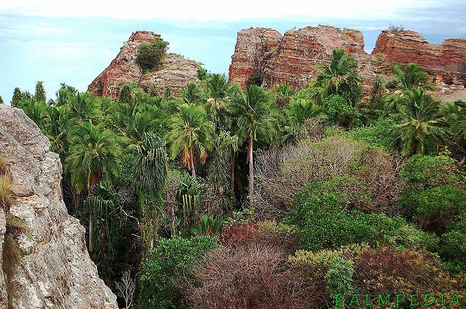 Ravenea rivularis - Palmpedia - Palm Grower's Guide