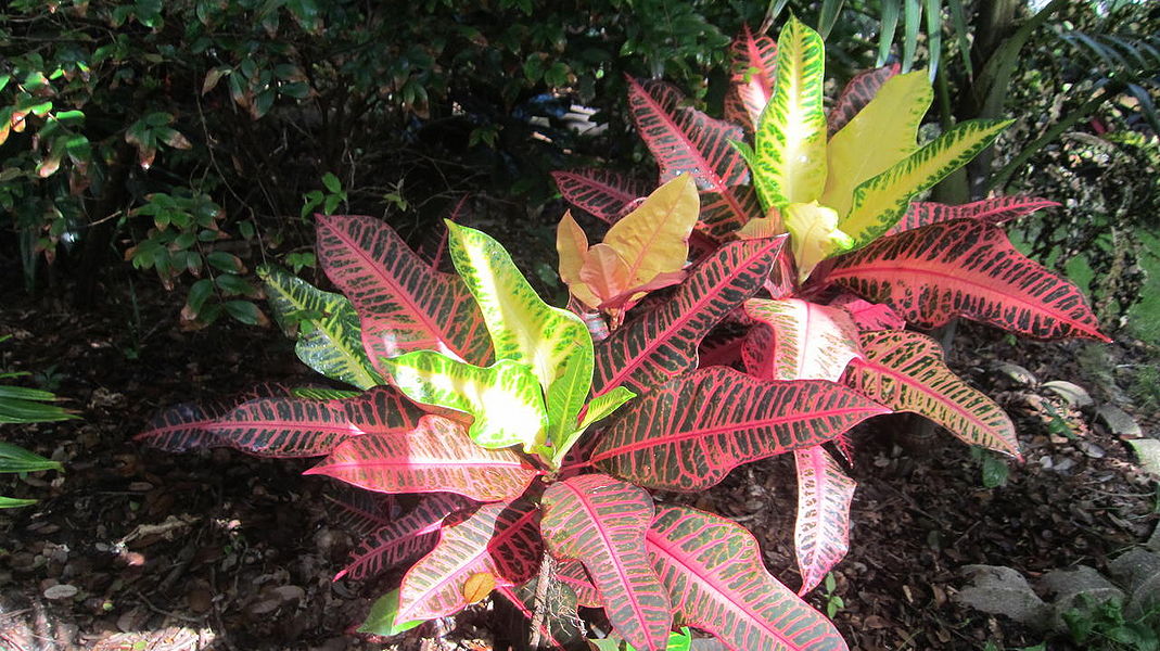 NERVIA - Palmpedia - Palm Grower's Guide