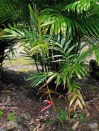 Pinanga sylvestris - Palmpedia - Palm Grower's Guide