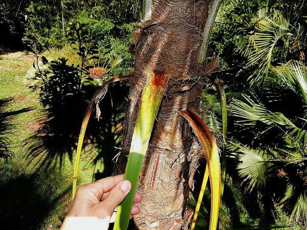 Trachycarpus martianus - Palmpedia - Palm Grower's Guide