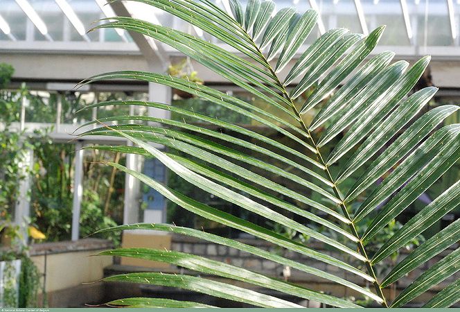 Daemonorops mollis - Palmpedia - Palm Grower's Guide