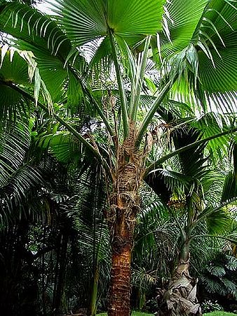 Pritchardia beccariana - Palmpedia - Palm Grower's Guide