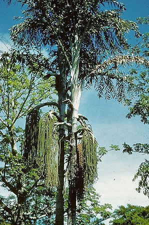 Caryota urens - Palmpedia - Palm Grower's Guide