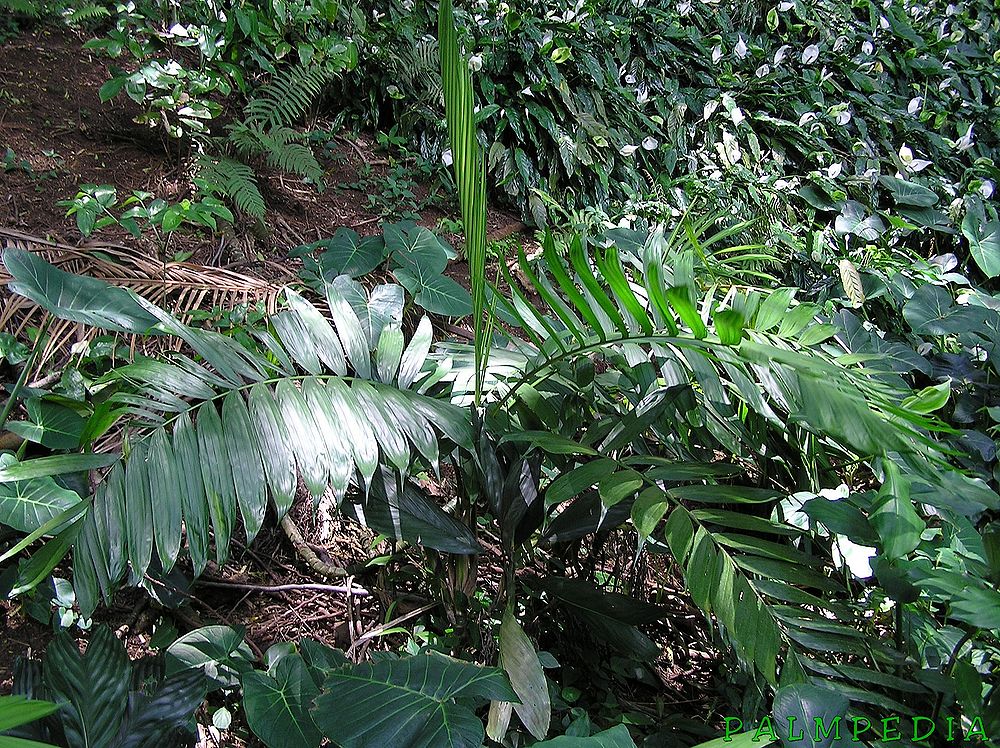 Chamaedorea tepejilote - Palmpedia - Palm Grower's Guide