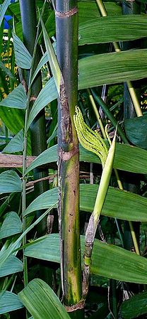 Chamaedorea tepejilote - Palmpedia - Palm Grower's Guide