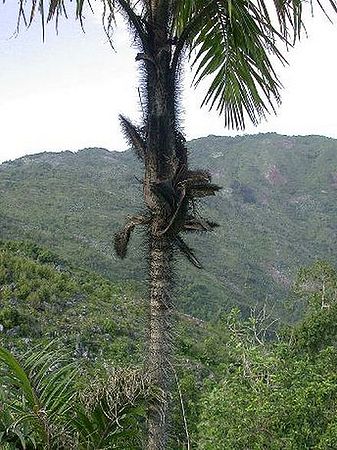 Bactris plumeriana - Palmpedia - Palm Grower's Guide