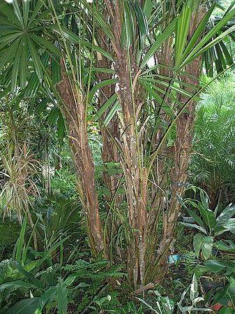 Licuala paludosa - Palmpedia - Palm Grower's Guide