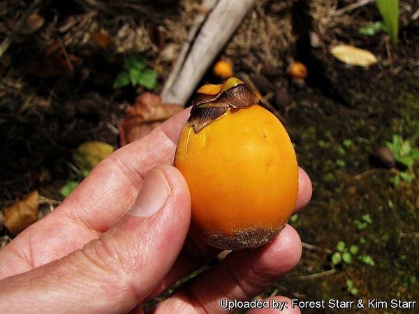 Syagrus amara - Palmpedia - Palm Grower's Guide