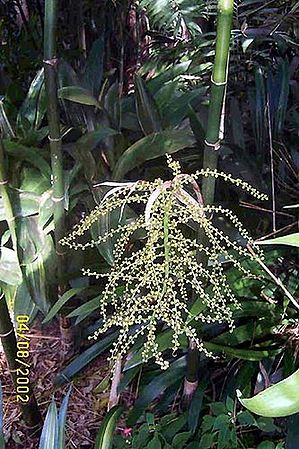 Chamaedorea plumosa - Palmpedia - Palm Grower's Guide