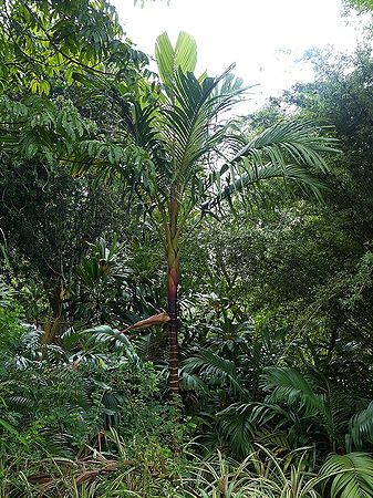 Loxococcus rupicola - Palmpedia - Palm Grower's Guide