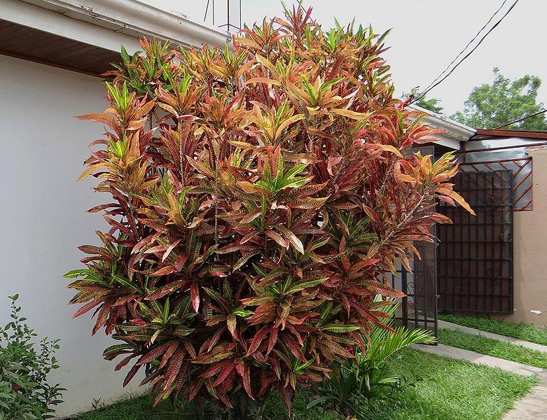 VEITCHII - Palmpedia - Palm Grower's Guide