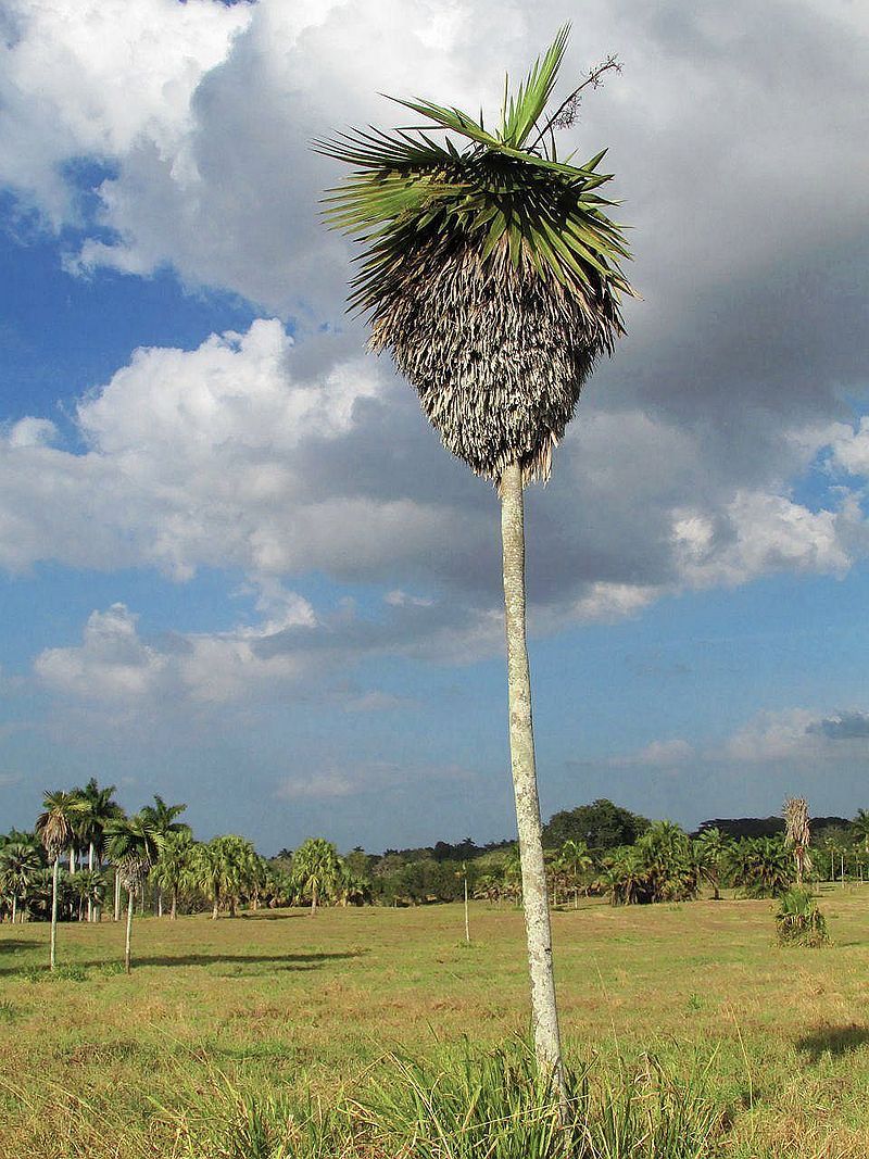 Coccothrinax borhidiana - Palmpedia - Palm Grower's Guide