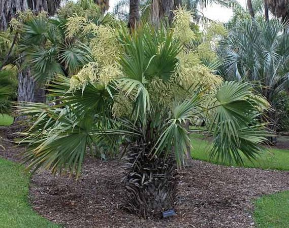 Brahea aculeata - Palmpedia - Palm Grower's Guide