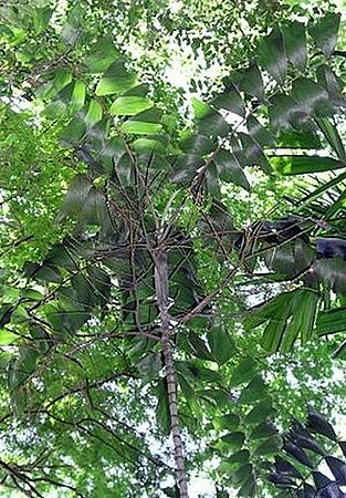 Balaka seemannii - Palmpedia - Palm Grower's Guide