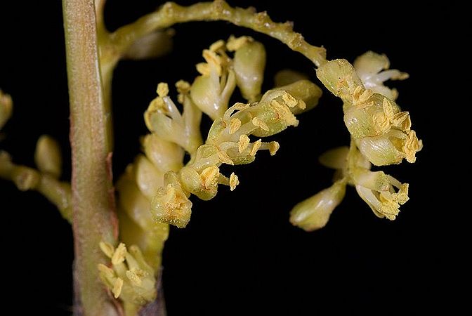 Calamus heteracanthus - Palmpedia - Palm Grower's Guide