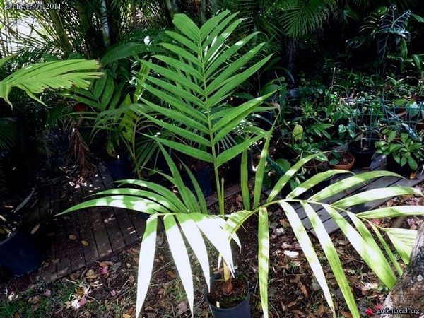 Pinanga scortechinii - Palmpedia - Palm Grower's Guide