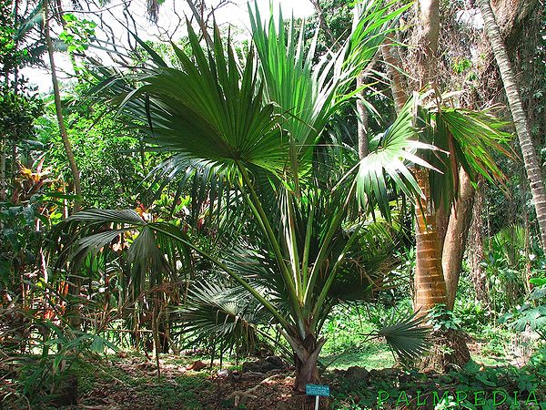 Latania lontaroides - Palmpedia - Palm Grower's Guide
