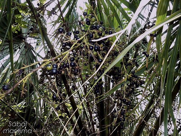 Sabal maritima - Palmpedia - Palm Grower's Guide