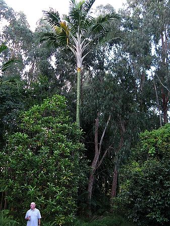 Pigafetta filaris - Palmpedia - Palm Grower's Guide