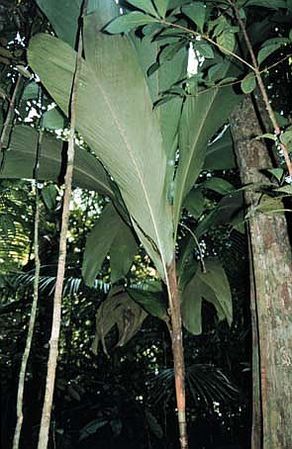 Pinanga chaiana - Palmpedia - Palm Grower's Guide