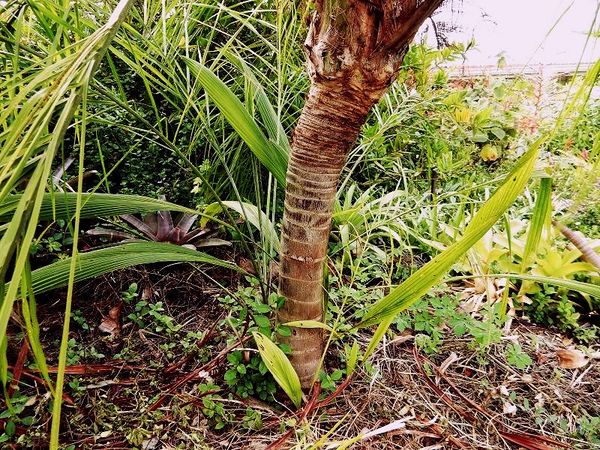 Syagrus yungasensis - Palmpedia - Palm Grower's Guide