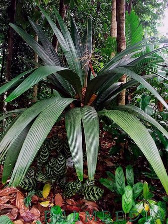 Sommieria leucophylla - Palmpedia - Palm Grower's Guide