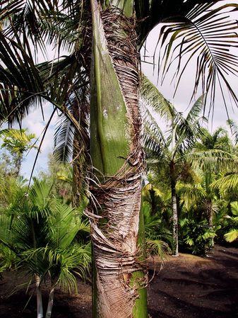 Syagrus botryophora - Palmpedia - Palm Grower's Guide