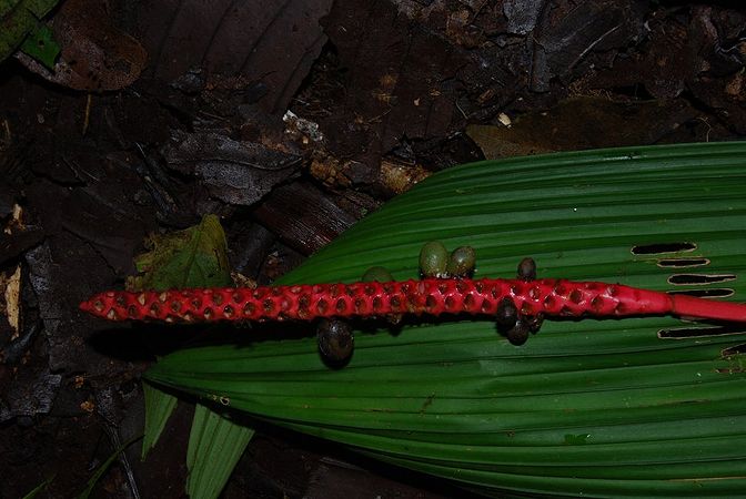 Geonoma cuneata - Palmpedia - Palm Grower's Guide