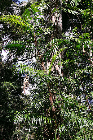 Calamus australis - Palmpedia - Palm Grower's Guide