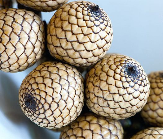 Calamus manillensis - Palmpedia - Palm Grower's Guide