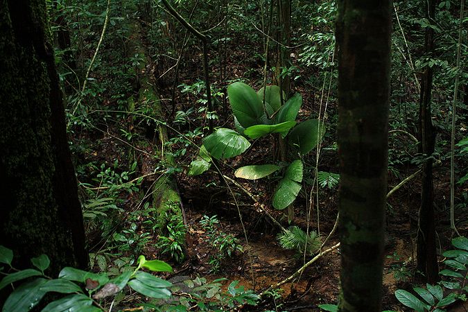 Licuala orbicularis - Palmpedia - Palm Grower's Guide