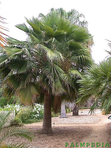 Brahea edulis - Palmpedia - Palm Grower's Guide