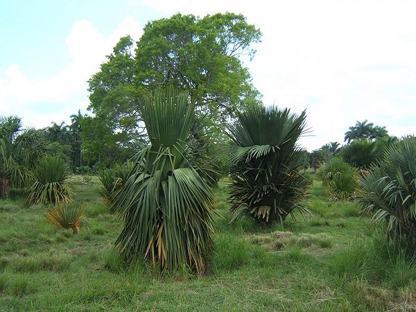 Copernicia rigida - Palmpedia - Palm Grower's Guide