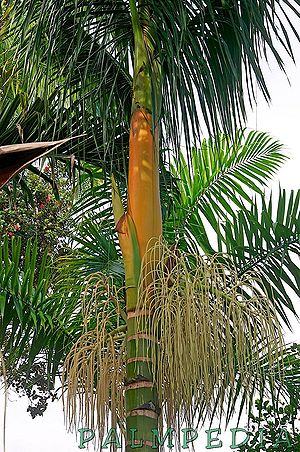 Palmpedia - Palm Grower's Guide