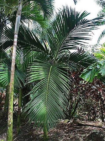 Pinanga batanensis - Palmpedia - Palm Grower's Guide