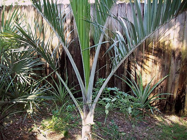 Distichous - Palmpedia - Palm Grower's Guide